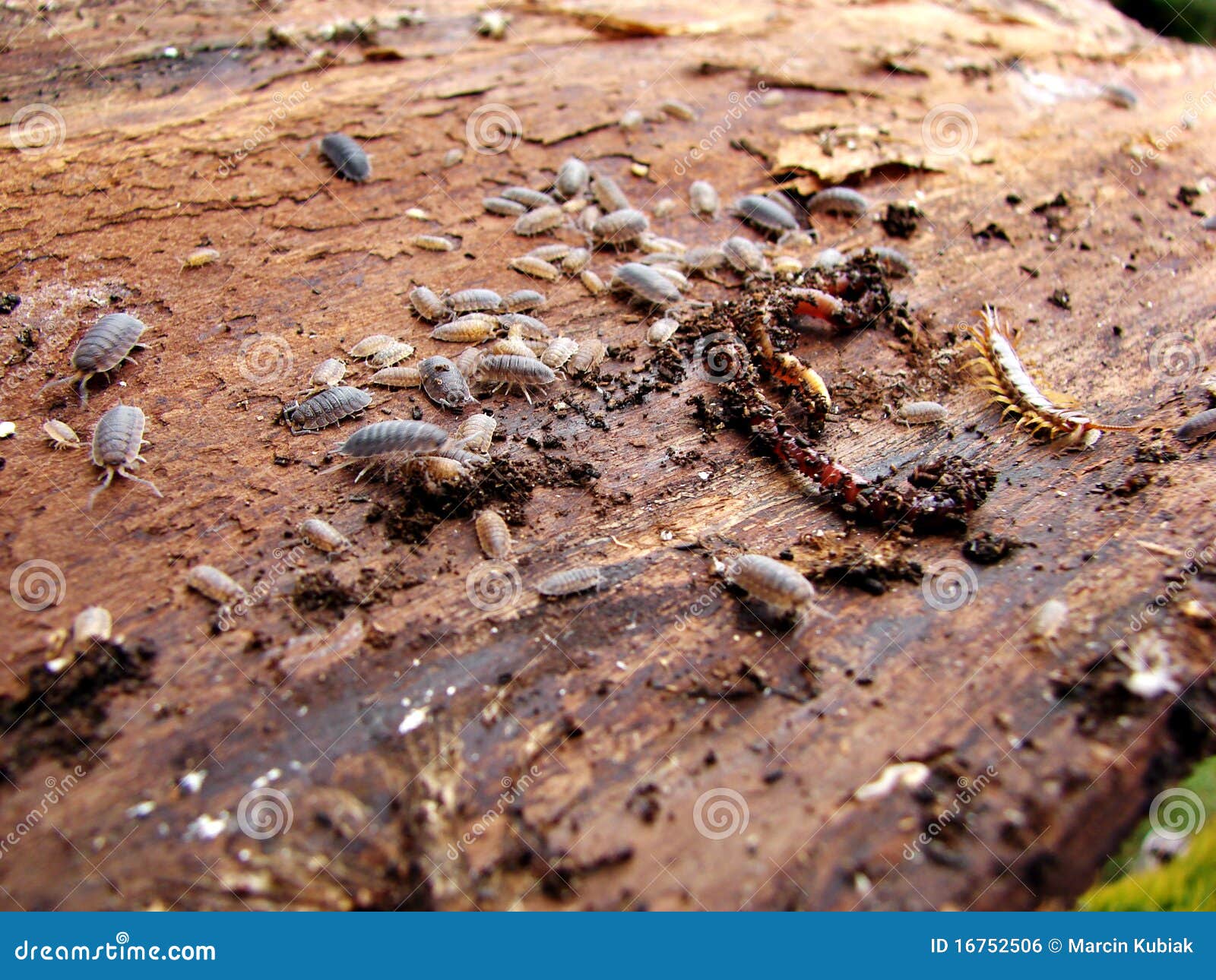 Aardwormen op de schors stock foto. Image of klein, duizendpoot - 16752506
