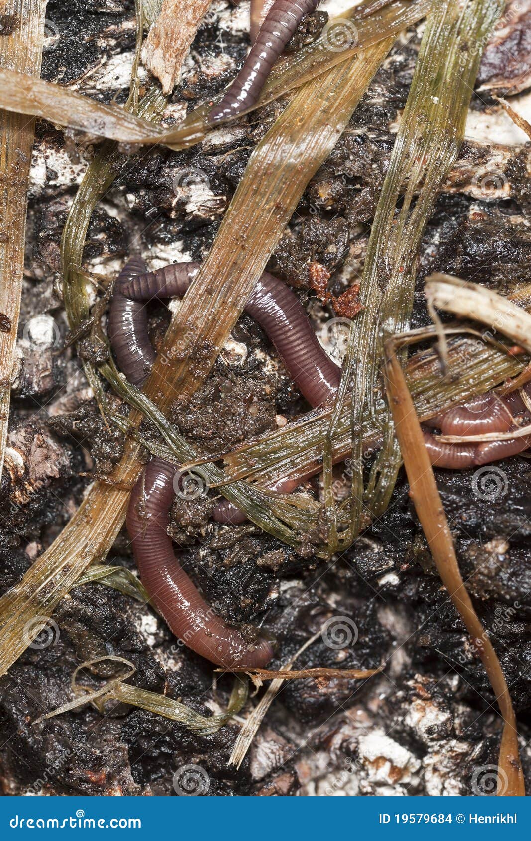 Aardwormen in vorm stock foto. Image of regenworm, velen - 19579684
