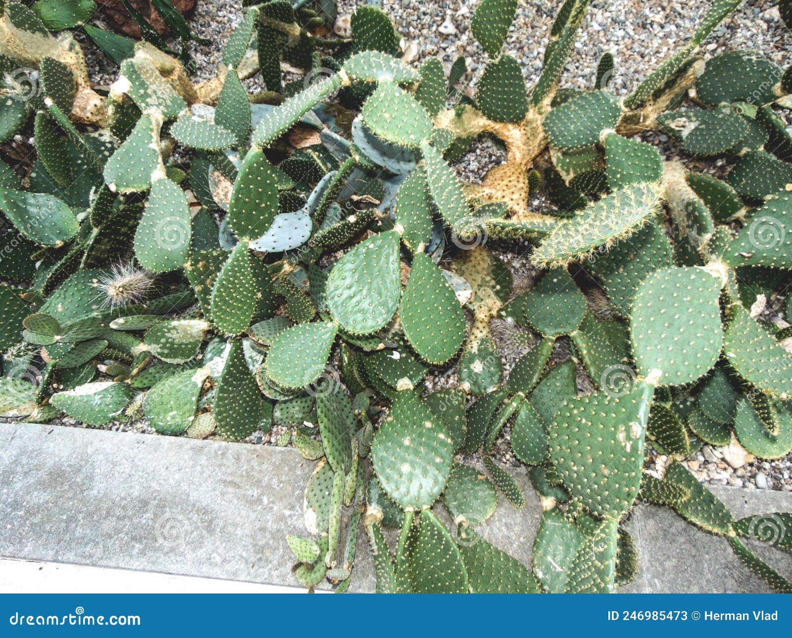 Aaron`s-beard Prickly-pear Cactus Stock Image - Image of natural ...