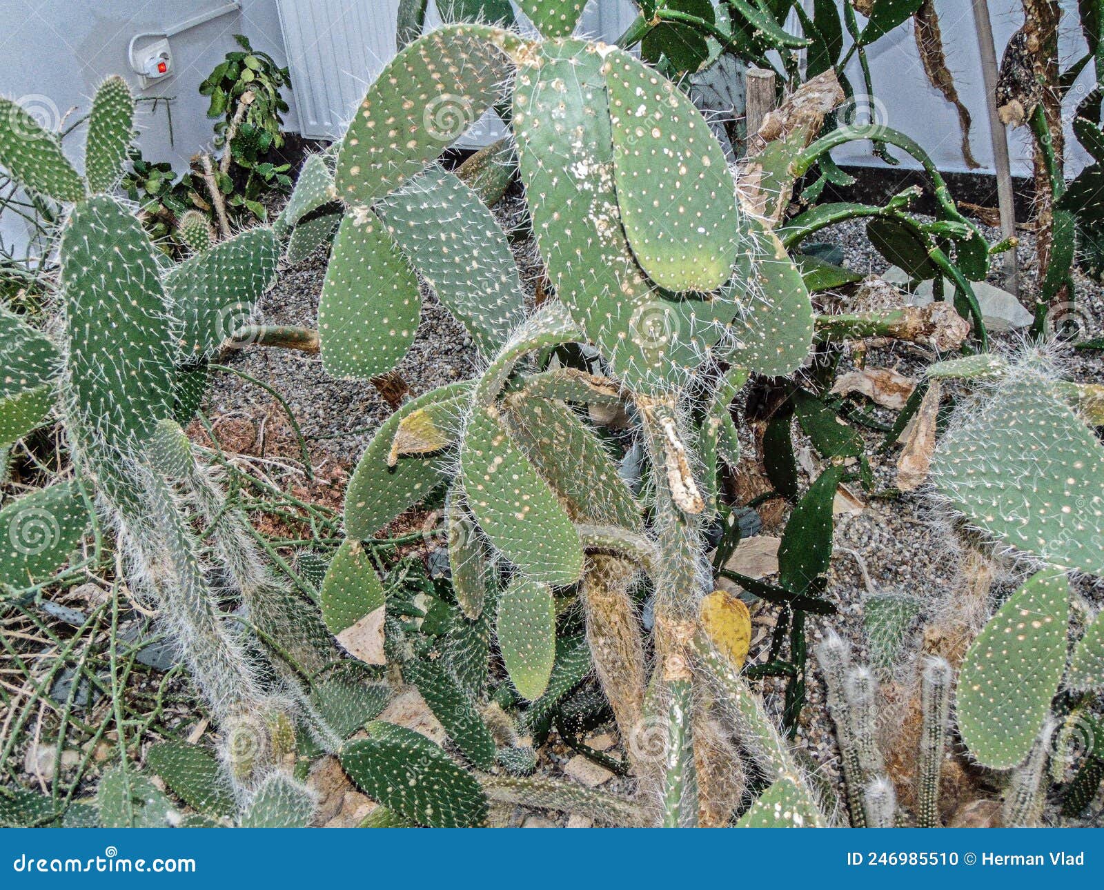 Aaron`s-beard Prickly-pear Cactus Stock Photo - Image of pricklypear ...