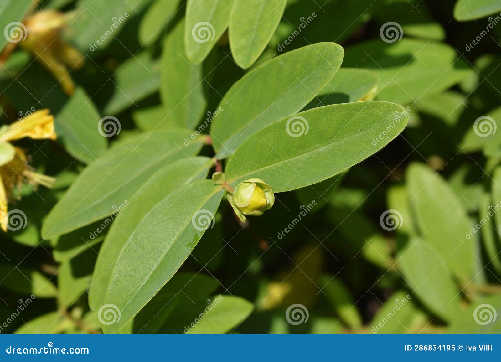 Aarons beard stock image. Image of rose, latin, calycinum - 286834195