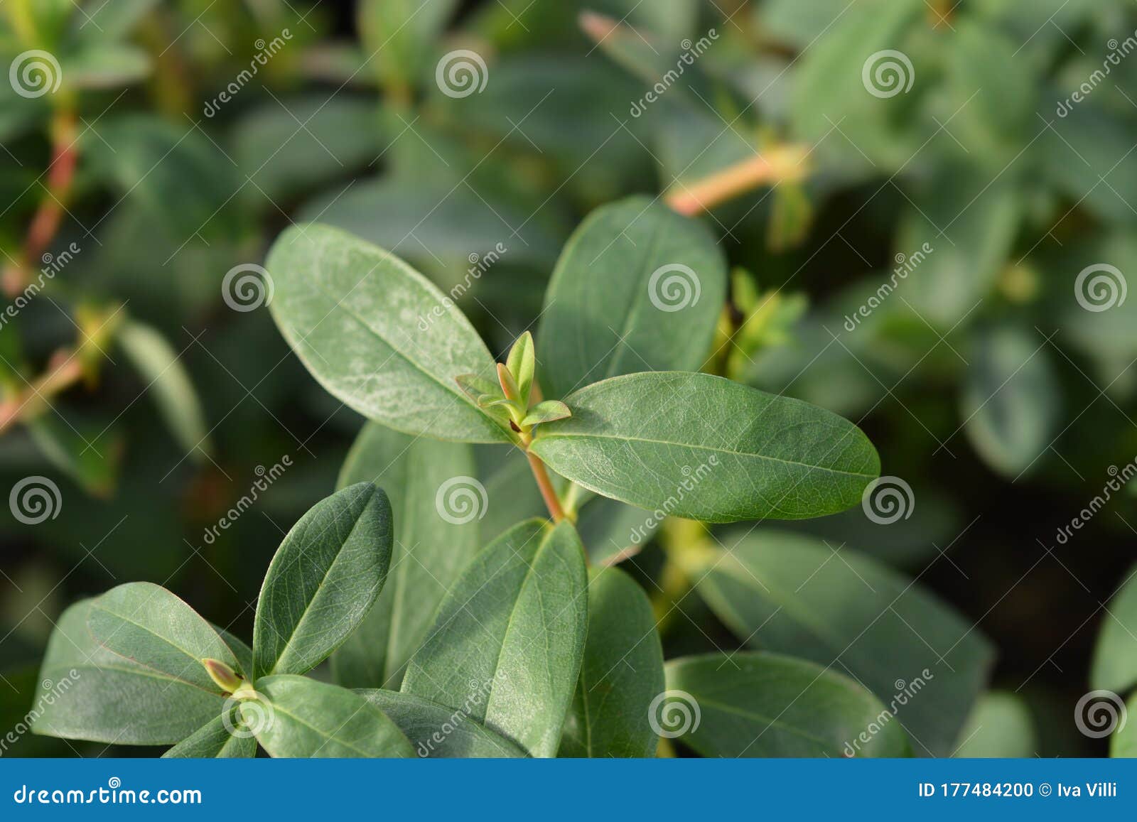 Harvesting Aaron's Beard Plant: The When and How for Maximum Yield