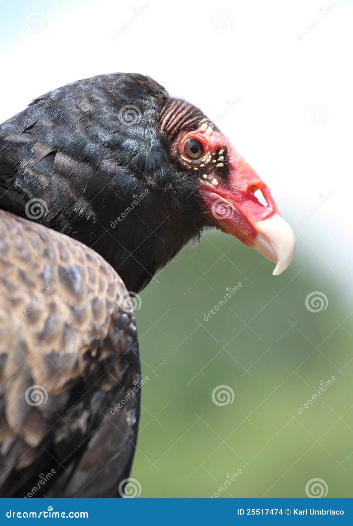 Aaseter stock foto. Image of vogel, wild, nave, hoofd - 25517474