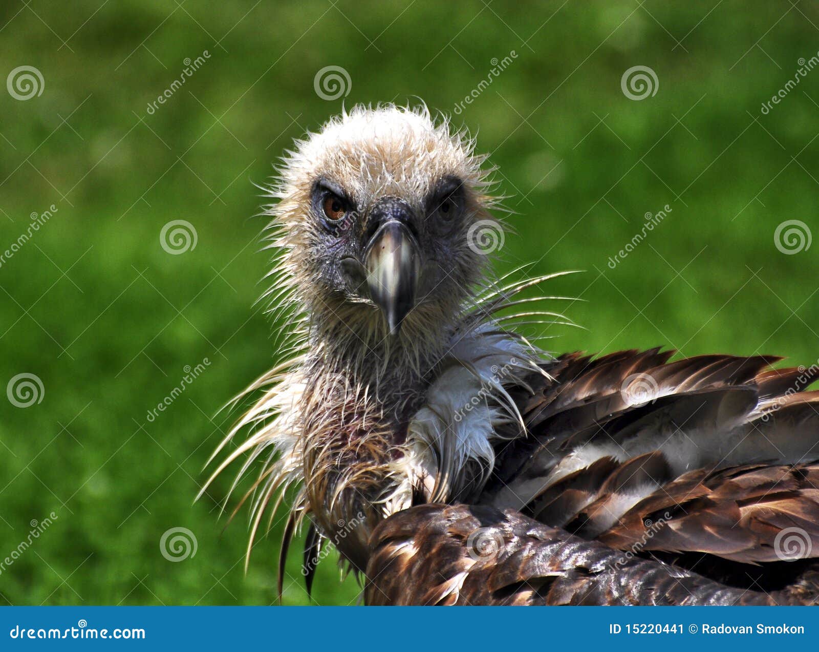 Aasvogel stock image. Image of animals, eyes, portrait - 15220441