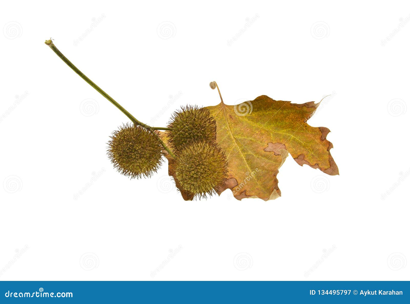 Aautumn Leaves and Conker Isolated on White Background Stock Image ...