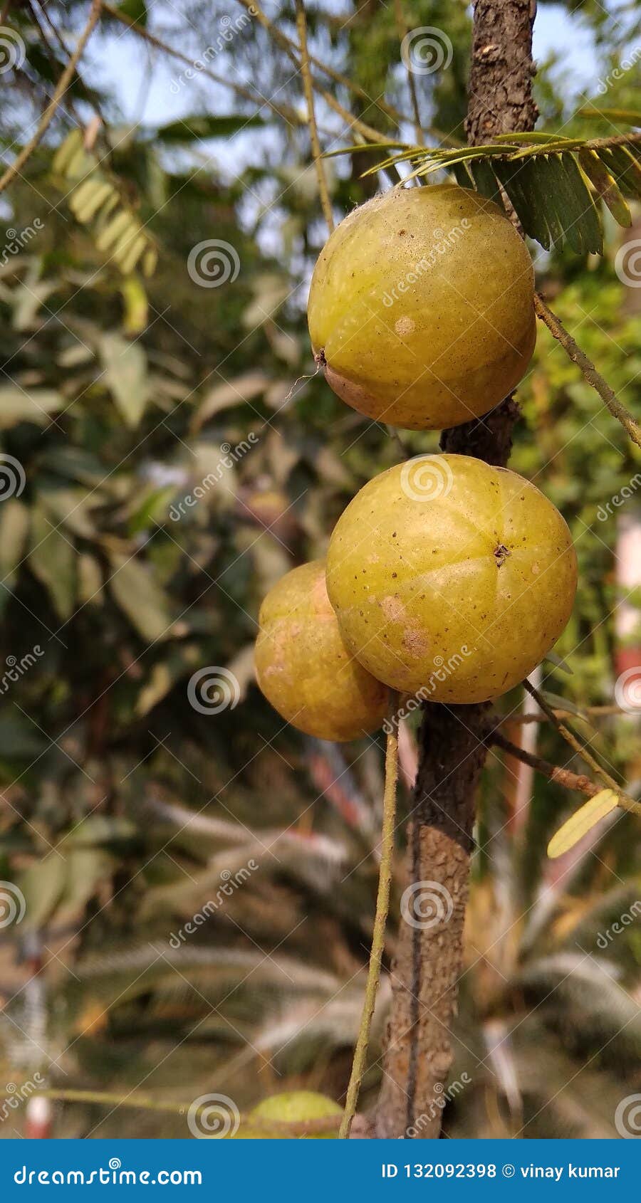 Aawala stock photo. Image of bitamin, tree, aawala, leafs - 132092398