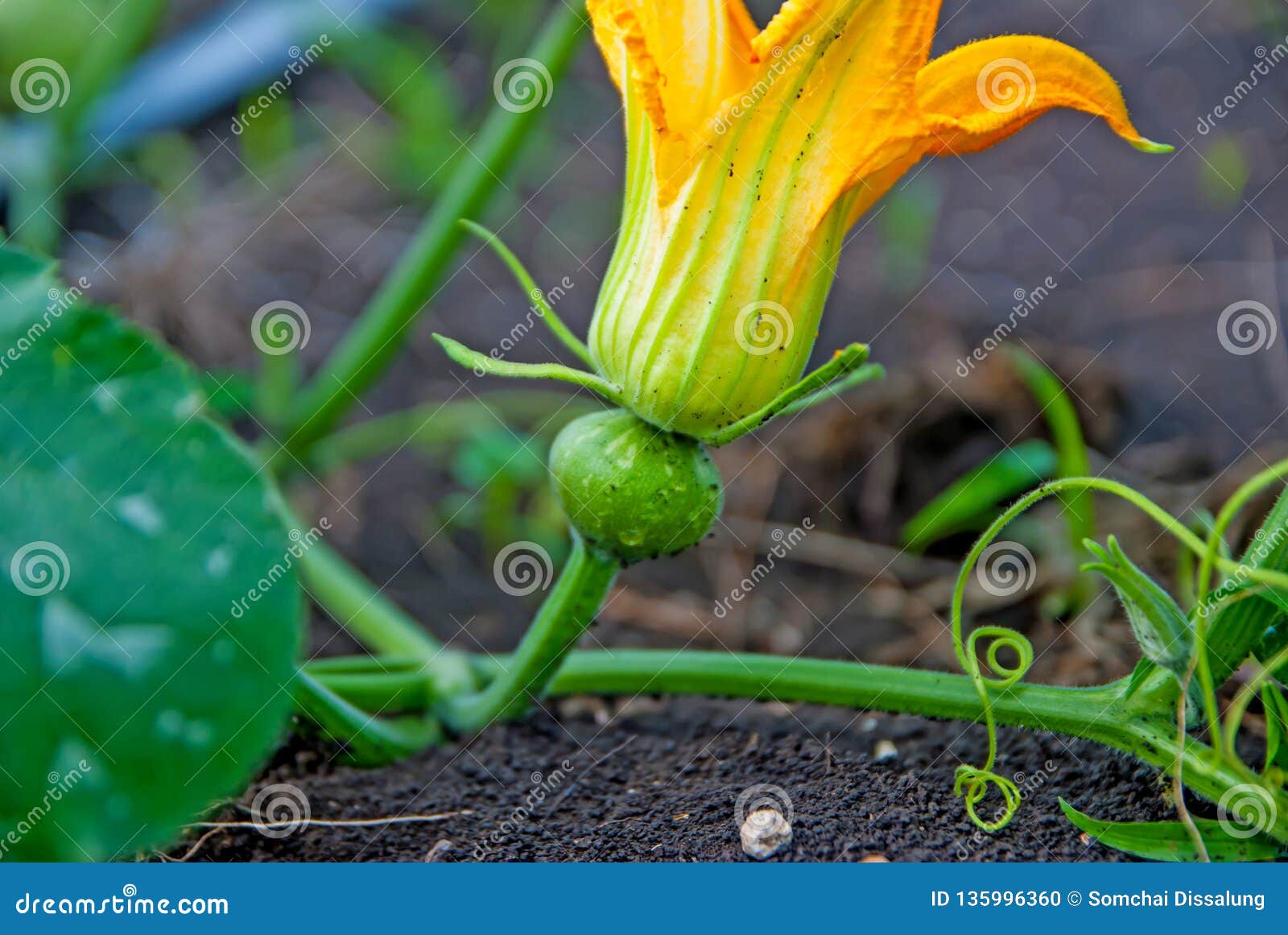 Abóbora Da Flor, Flor Da Abóbora, Flor Da Abóbora Do País De Tailândia ...