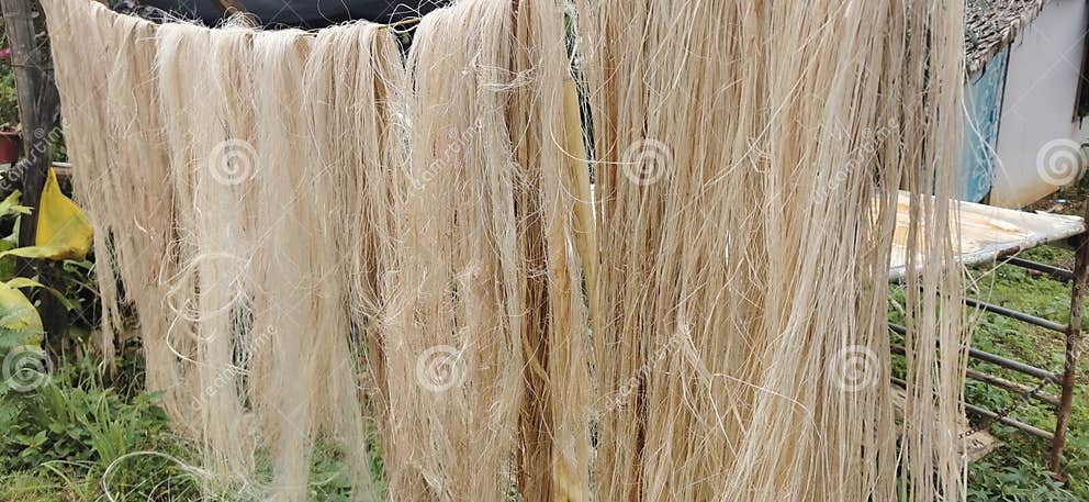 Abaca fiber stock photo. Image of drying, musa, stripping - 253022898