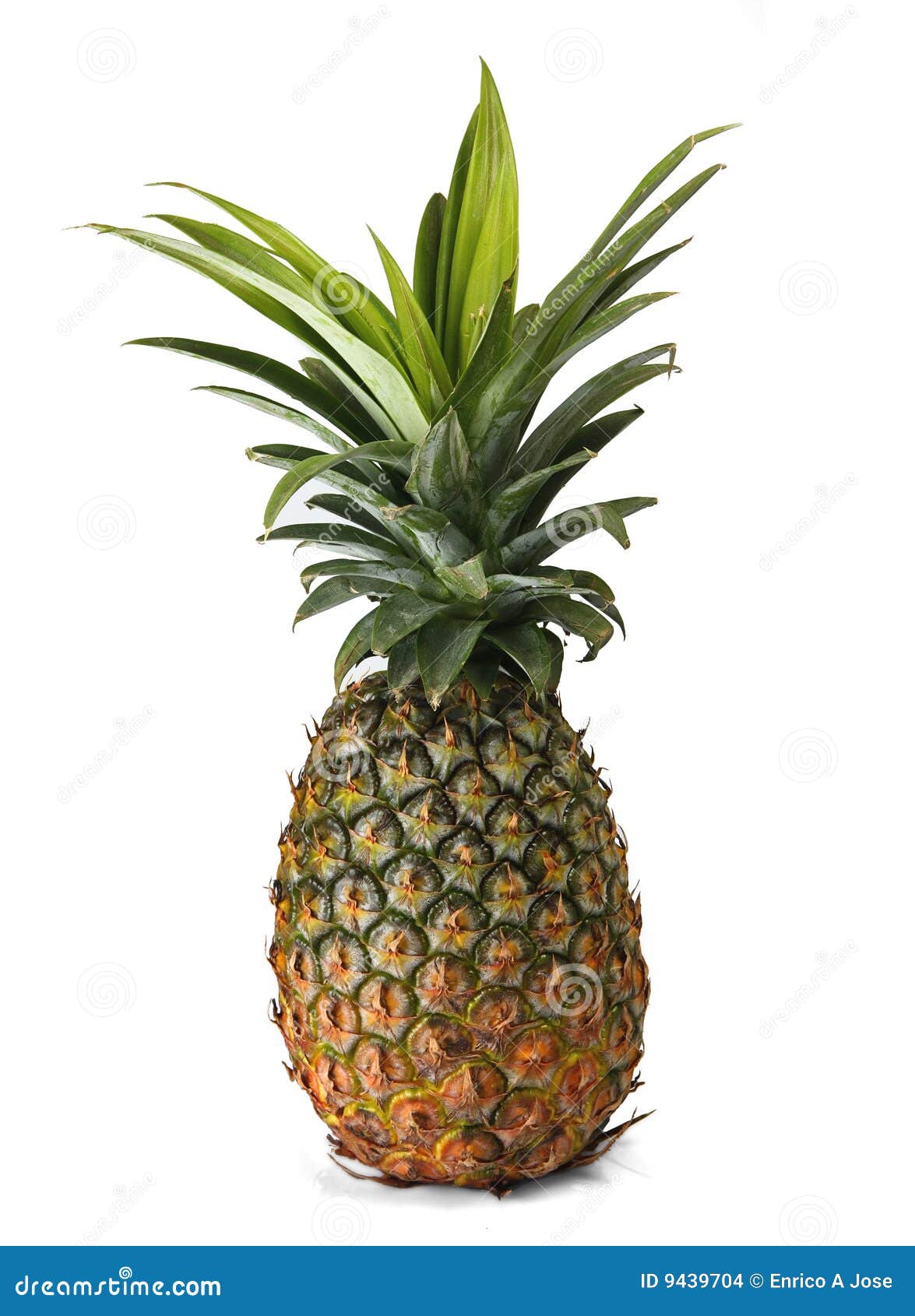 Abacaxi foto de stock. Imagem de branco, folhas, fruta - 9439704