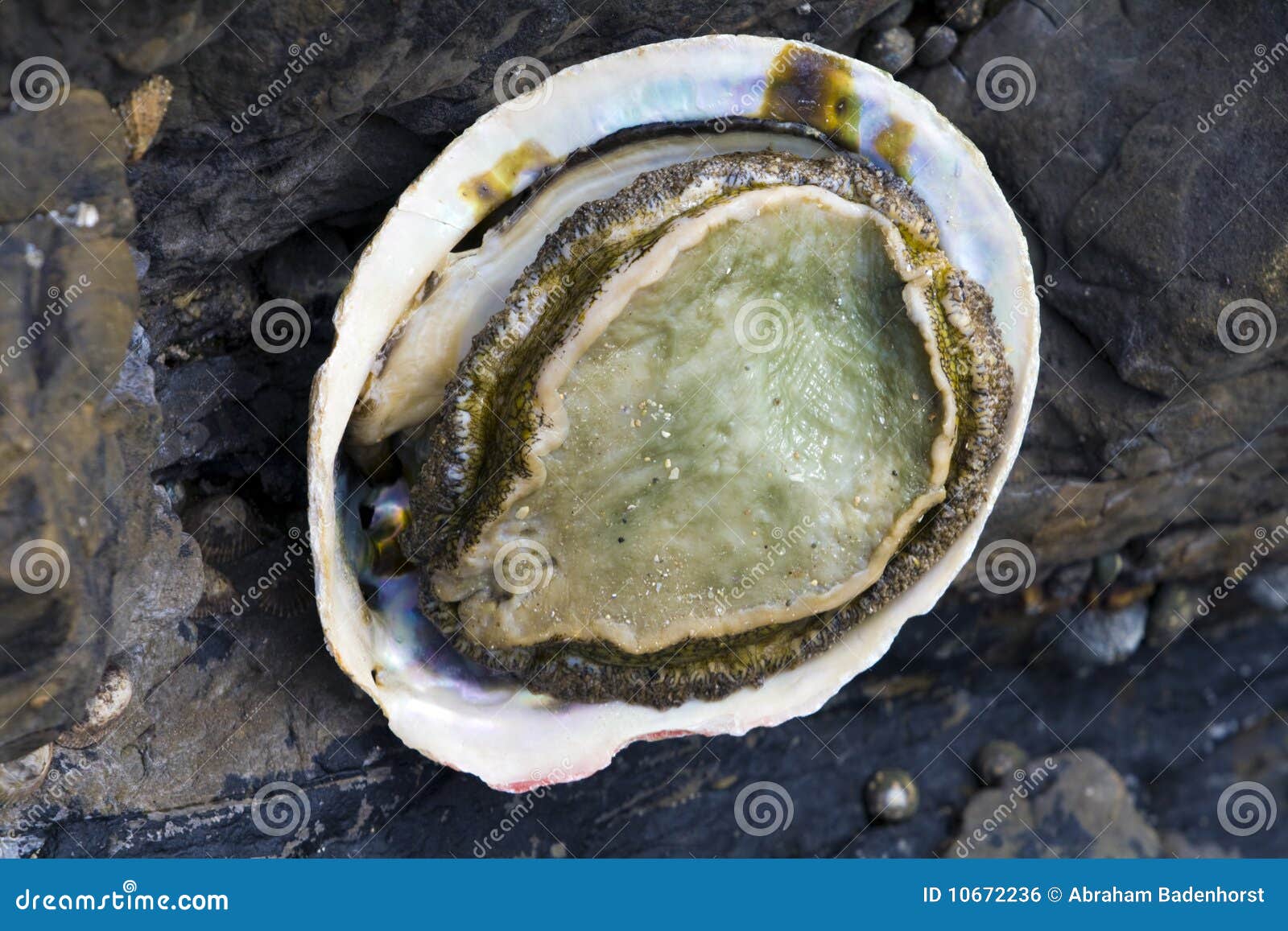 Abalone stock photo. Image of food, animal, sized, shells - 10672236