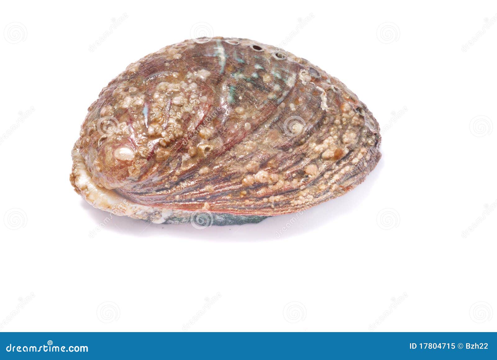 Abalone stock image. Image of ingredient, seafood, ocean - 17804715