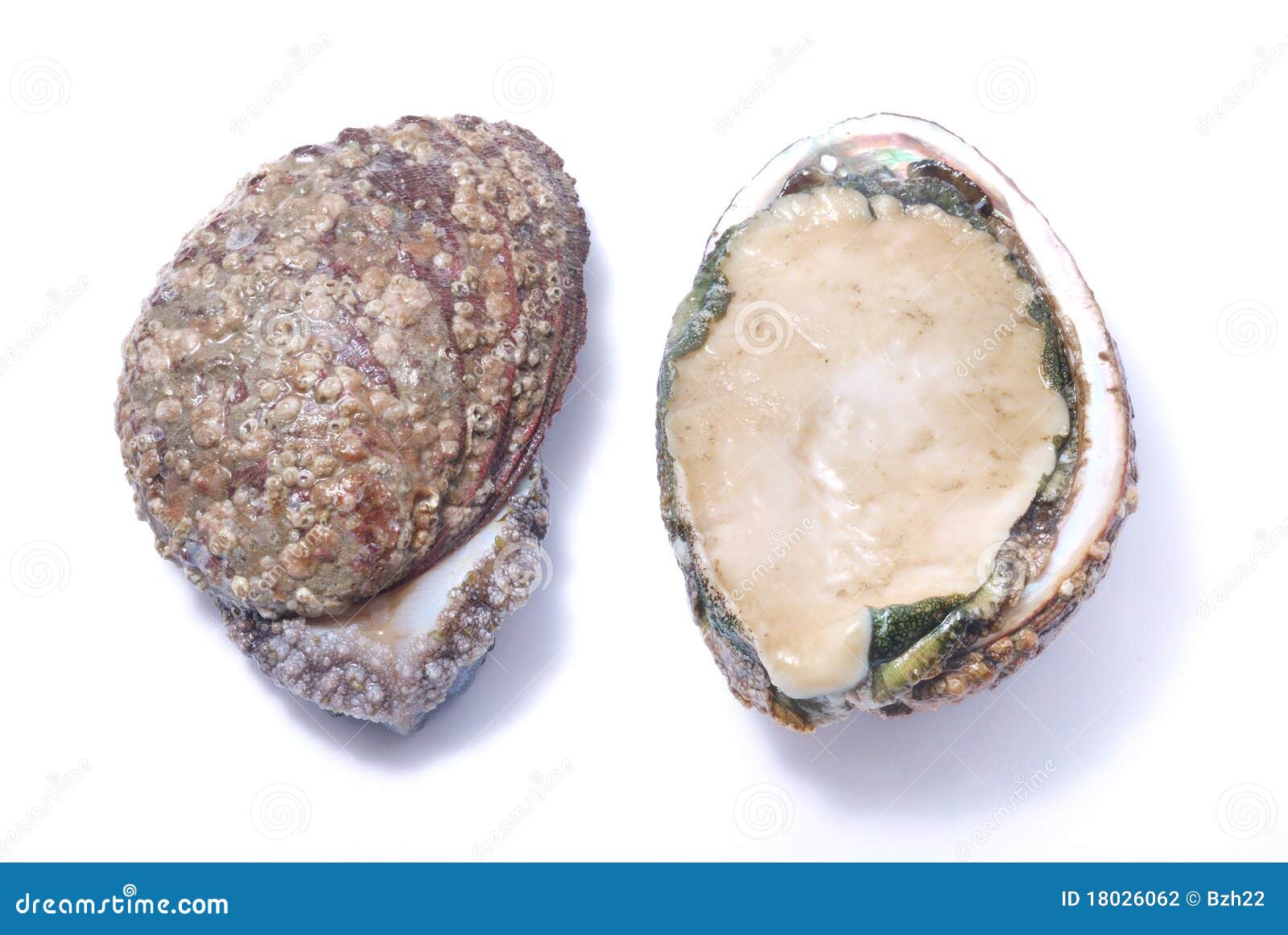 Abalone stock photo. Image of shellfish, seafood, mollusk - 18026062