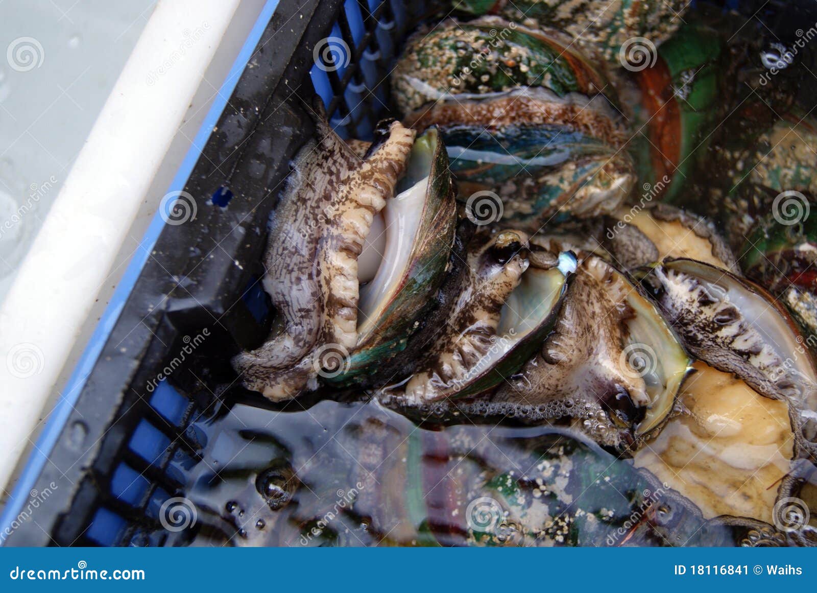 Abalone stock image. Image of nutrition, delicious, love - 18116841