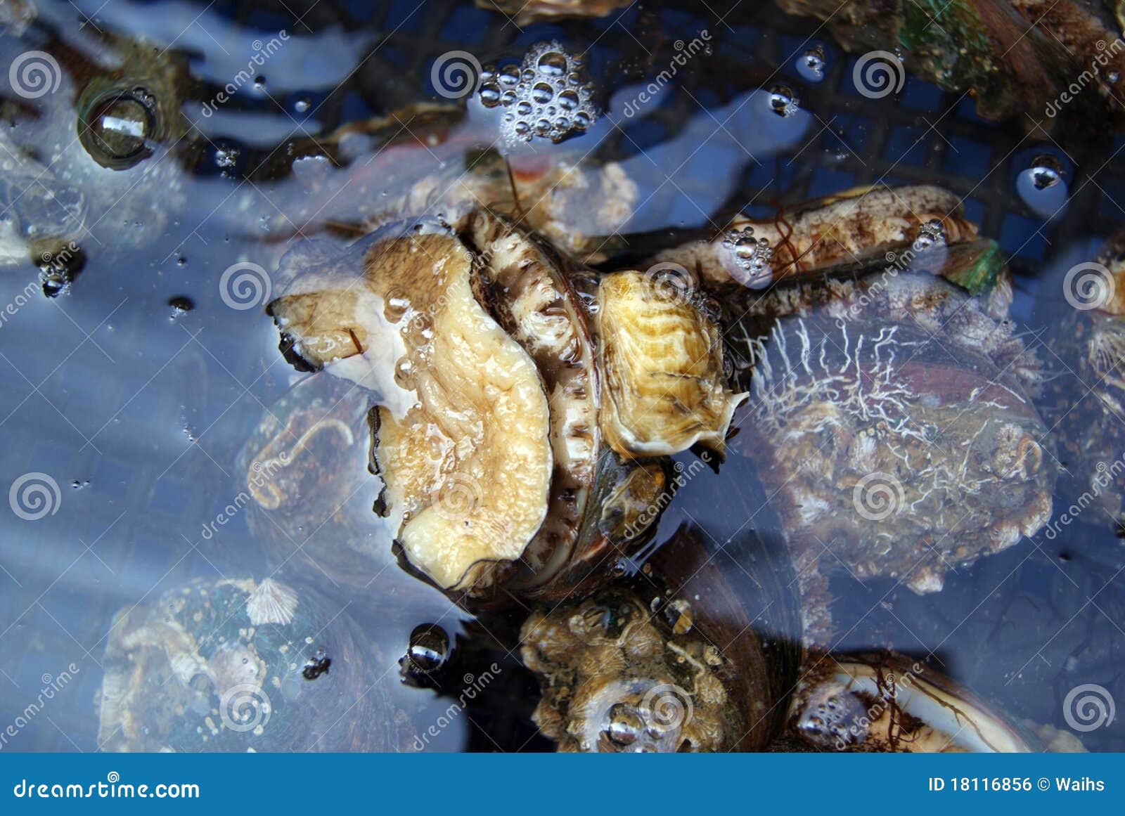 Abalone stock photo. Image of seductive, creatures, pleasure - 18116856