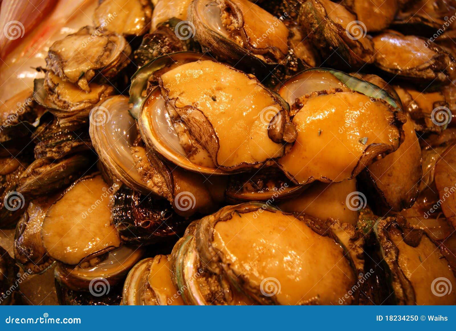 Abalone stock photo. Image of fishing, comfortable, fish - 18234250