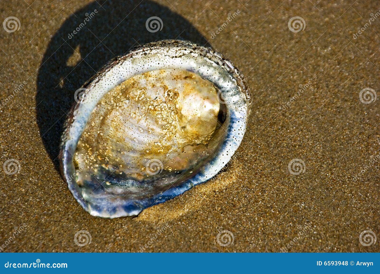 Abalone stock photo. Image of green, colorful, ocean, details - 6593948