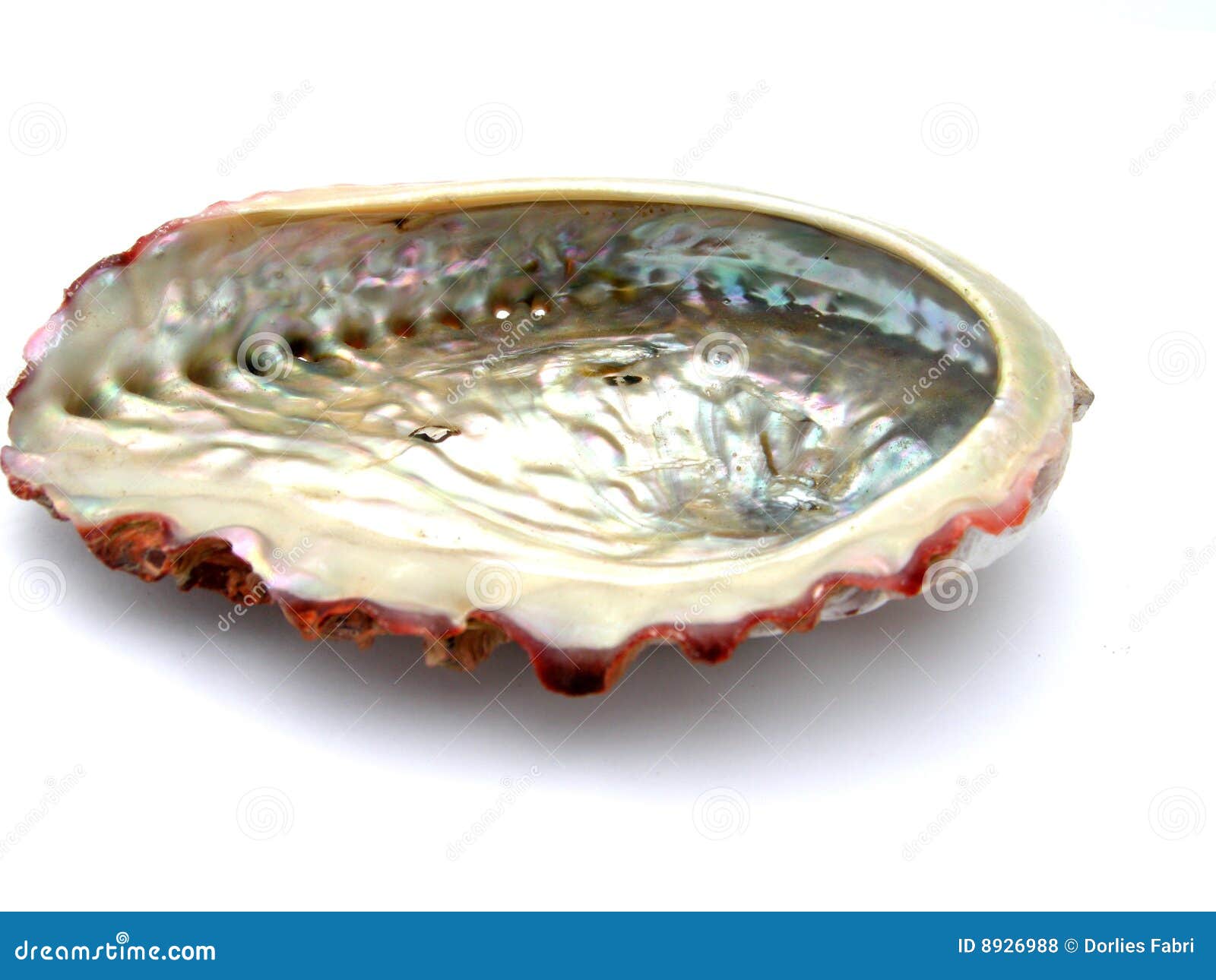 Abalone Or Perlemoen, Haliotis Midae, South Africa Royalty-Free Stock ...