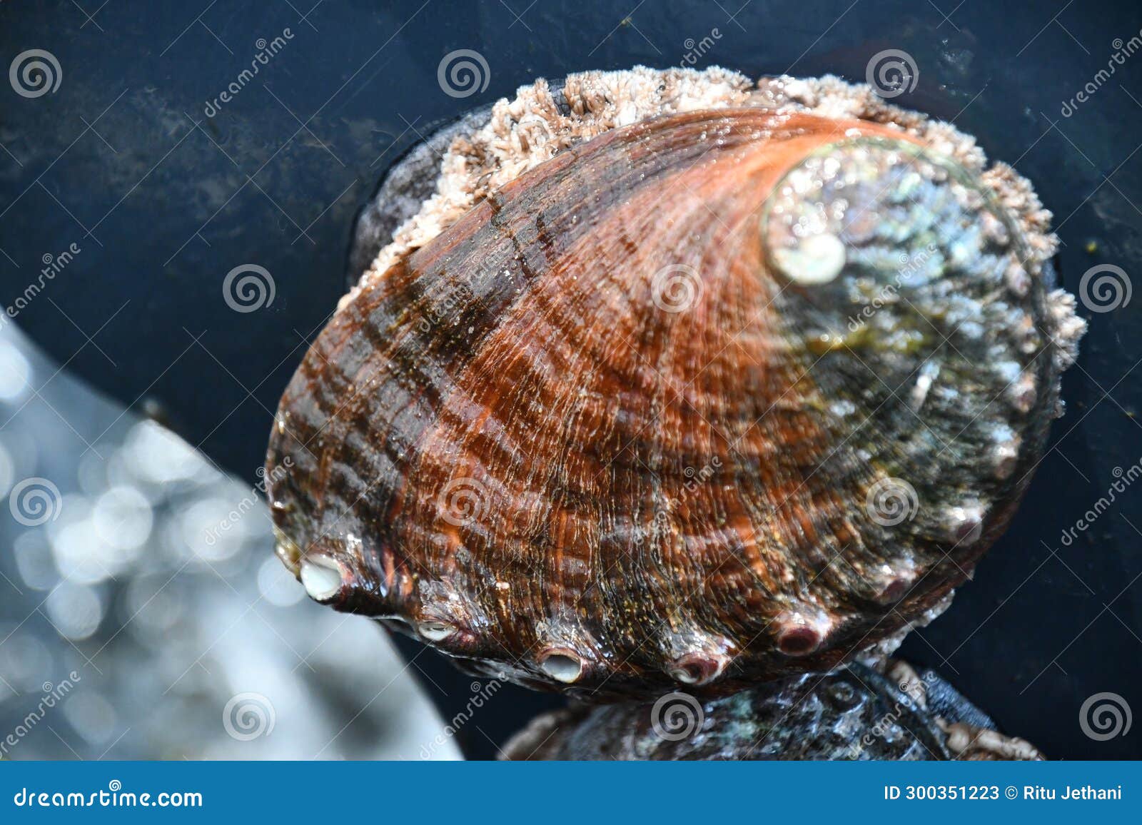 Abalone on a Farm stock image. Image of life, element - 300351223