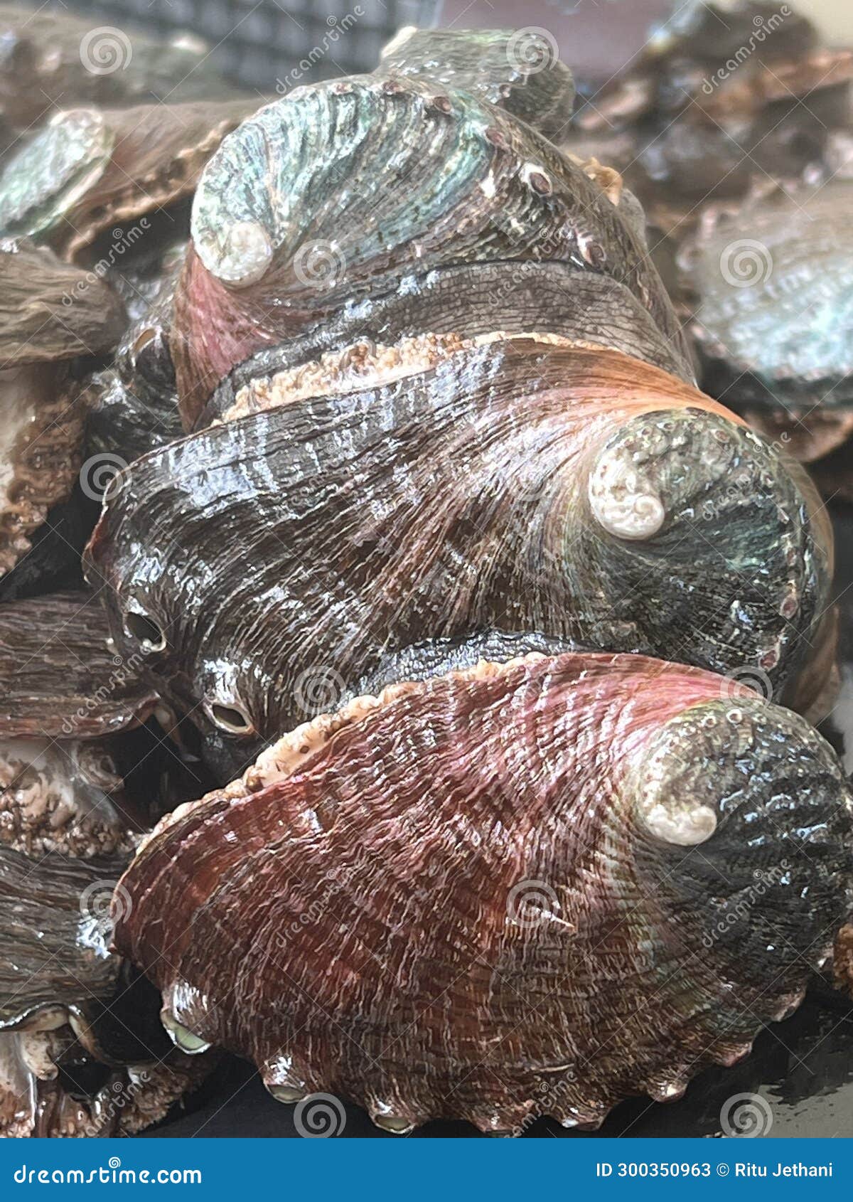 Abalone on a Farm stock image. Image of healthy, creature - 300350963
