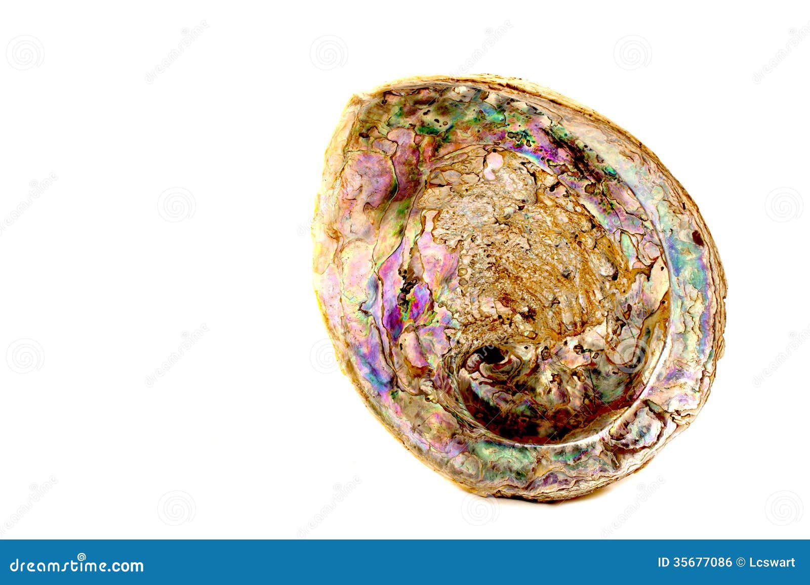 Abalone Half-Shell with Mother-of-Pearl Lining Stock Photo - Image of ...