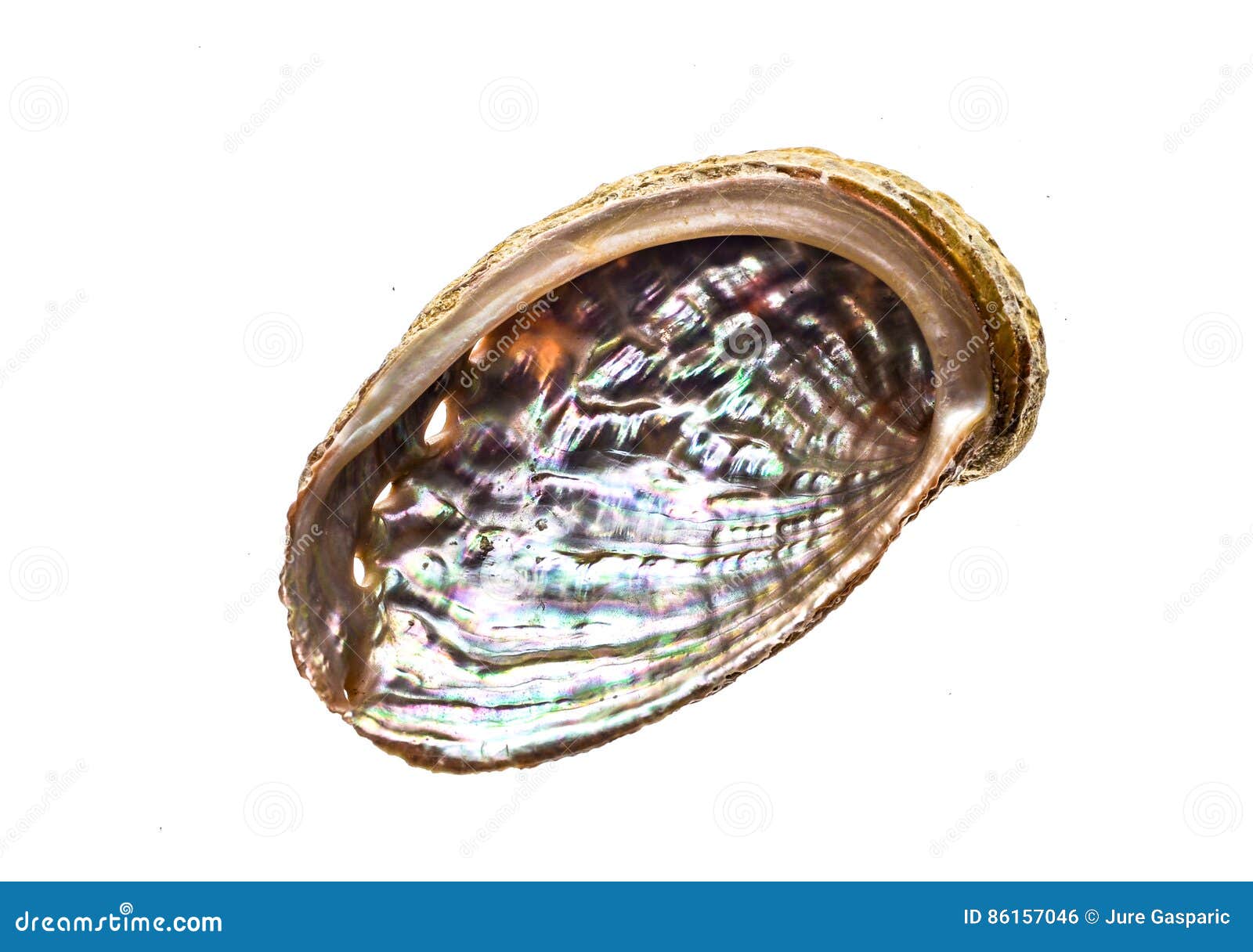 Abalone Shell Texture Stock Photography | CartoonDealer.com #39477710