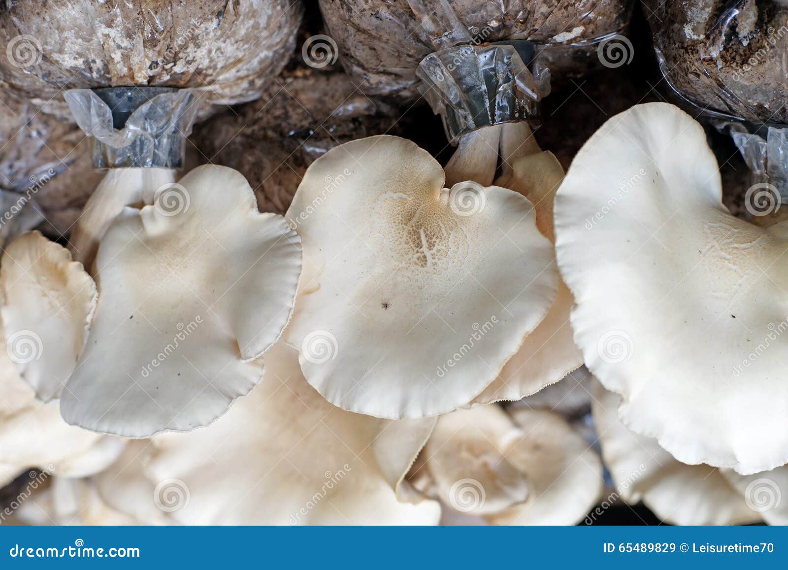 Abalone Mushroom in Nursery Bag Stock Image - Image of eringii, fresh ...