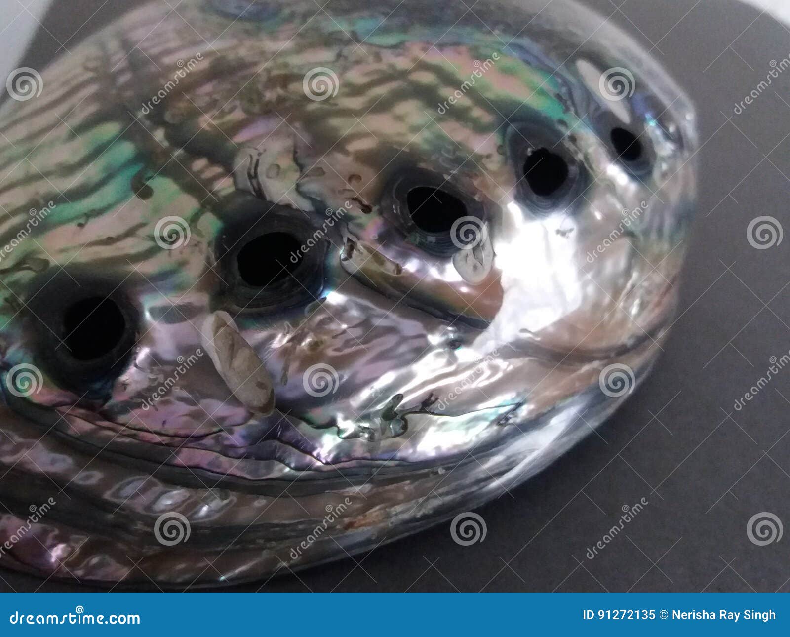 Abalone Outside of Shell - Wideangle of Holes Stock Image - Image of ...