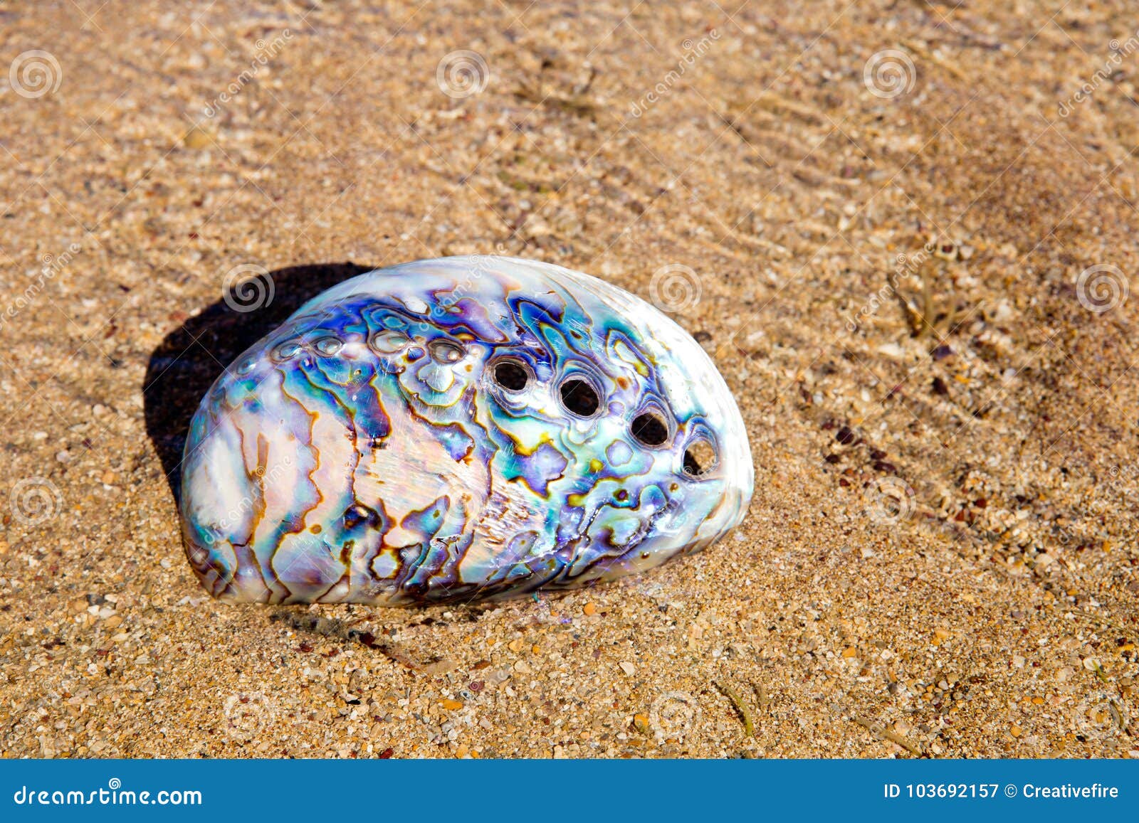 Abalone - Paua Shell on Beach Stock Image - Image of abstract, zealand ...