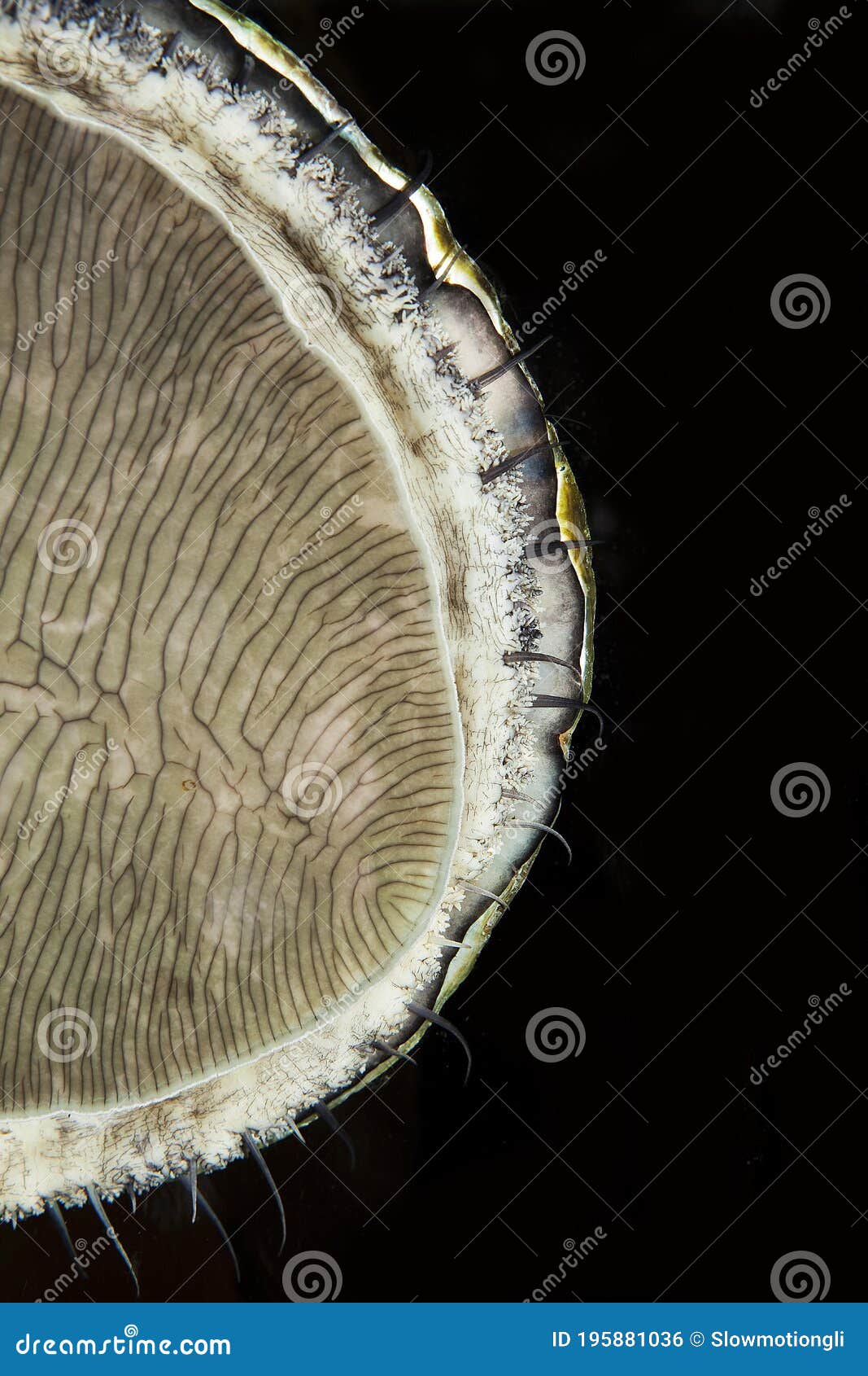 Abalone or Perlemoen, Haliotis Midae, South Africa Stock Photo - Image ...