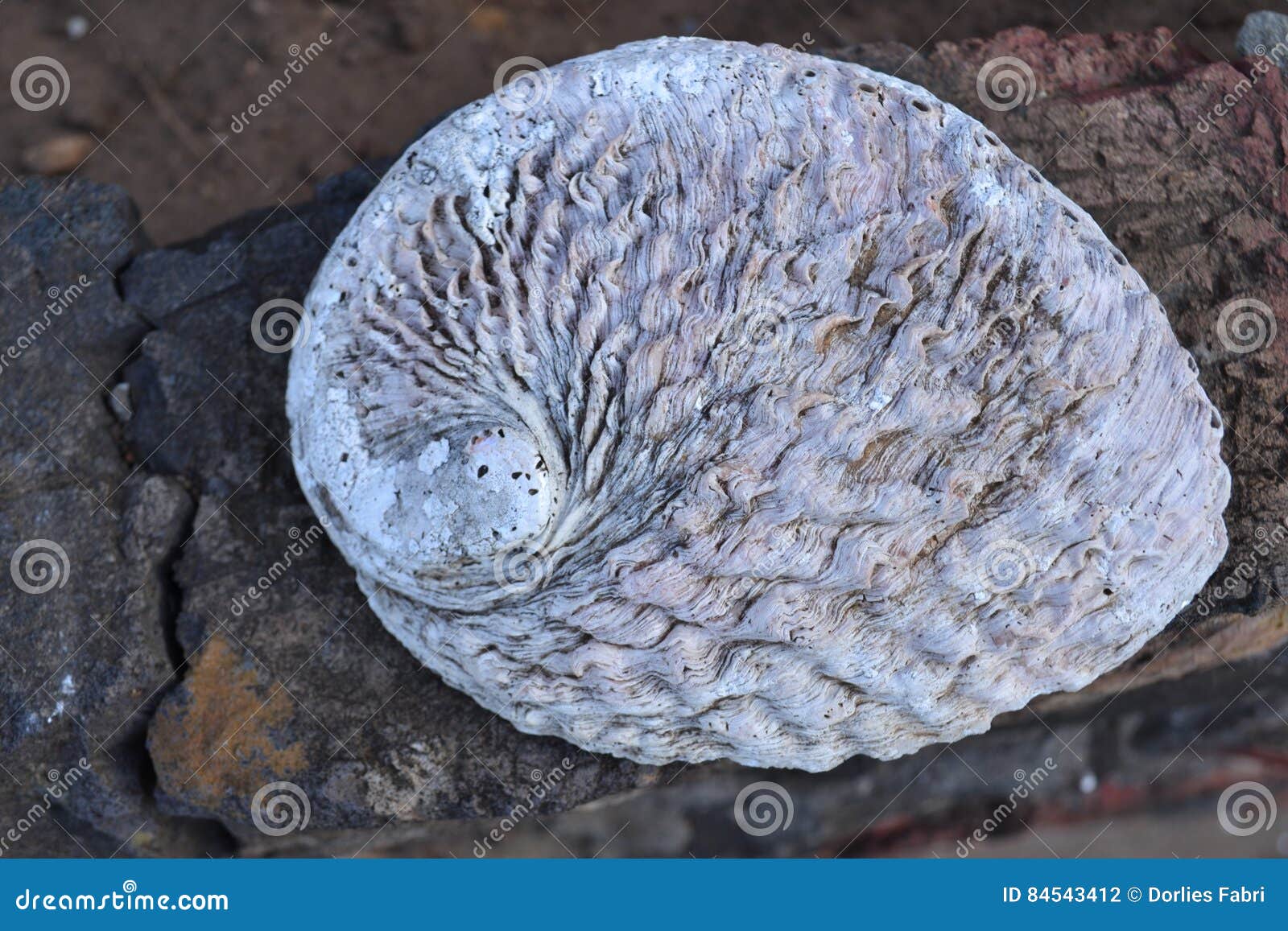 Abalone - sea-ears stock photo. Image of exterior, snail - 84543412