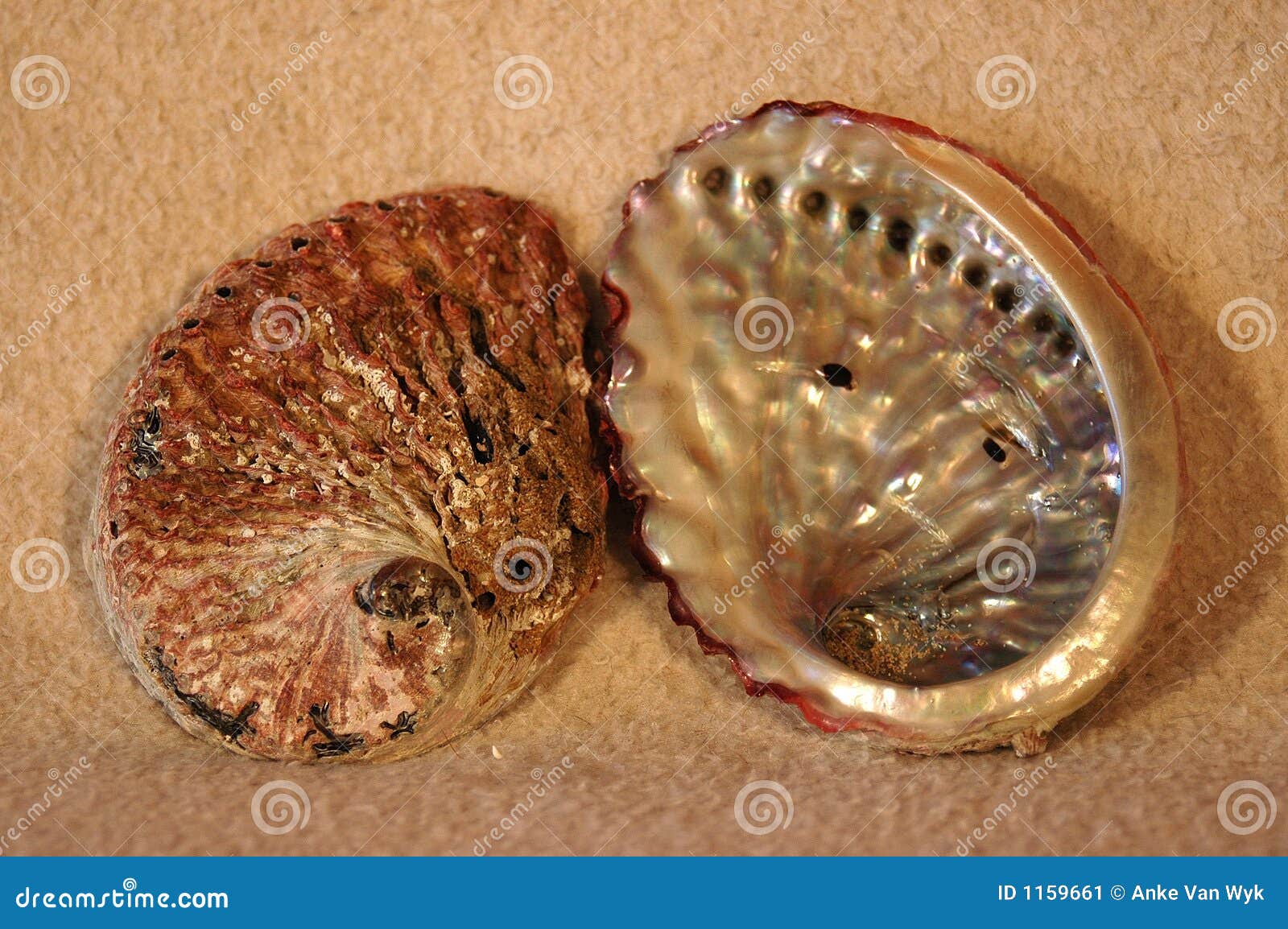 Abalone sea shells stock image. Image of invertebrates - 1159661