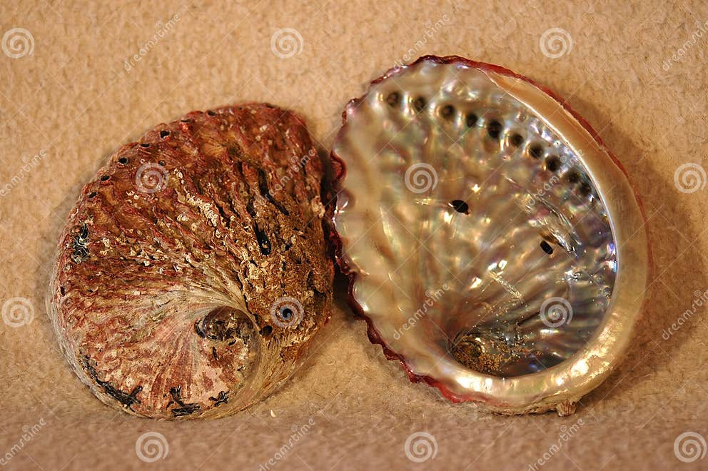 Abalone sea shells stock image. Image of invertebrates - 1159661