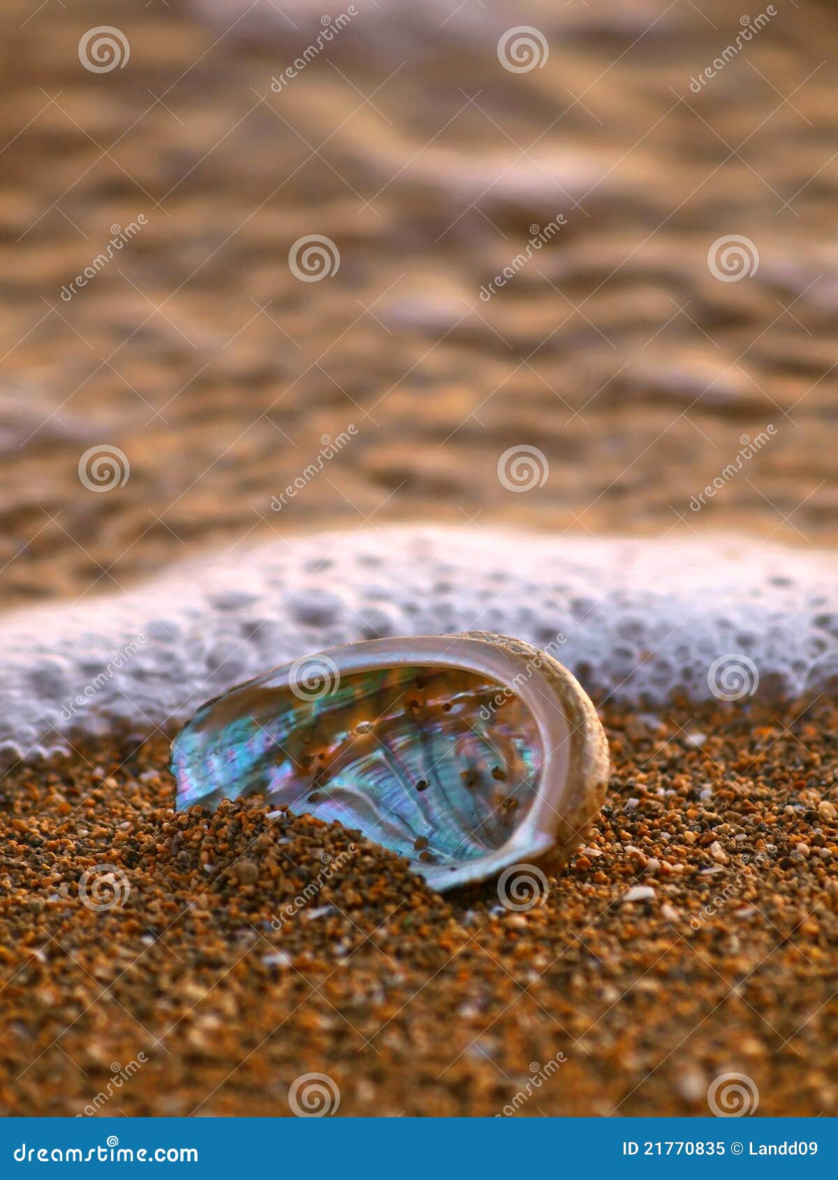Abalone shell 1 stock image. Image of holiday, coral - 21770835