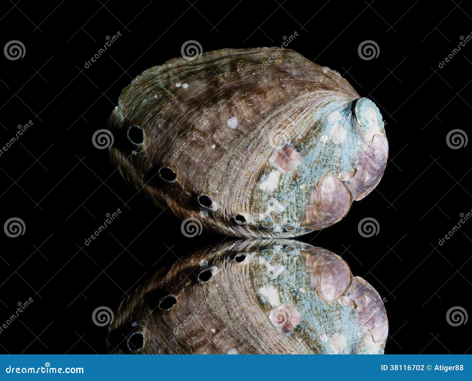 Abalone shell stock photo. Image of pattern, nature, beach - 38116702