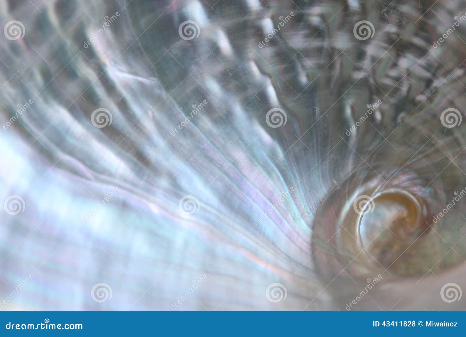 Abalone Shell stock photo. Image of water, rainbow, shiny - 43411828