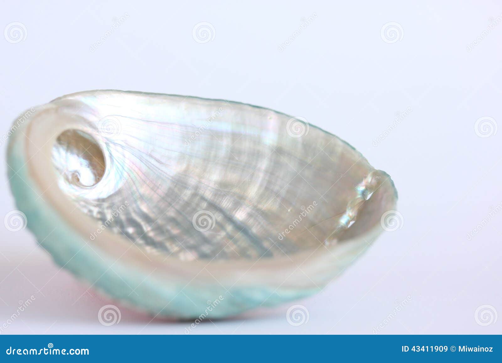 Abalone Shell stock image. Image of seashell, colorful - 43411909
