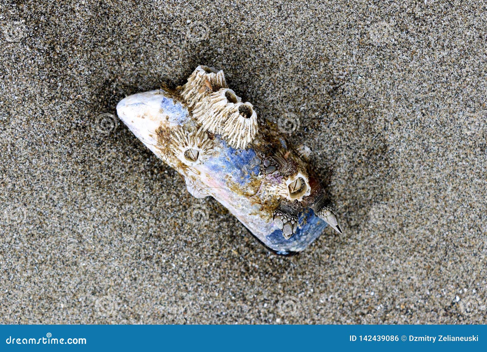 An Abalone Shell Covered with Shells Lies on the Sand after a Low Tide ...