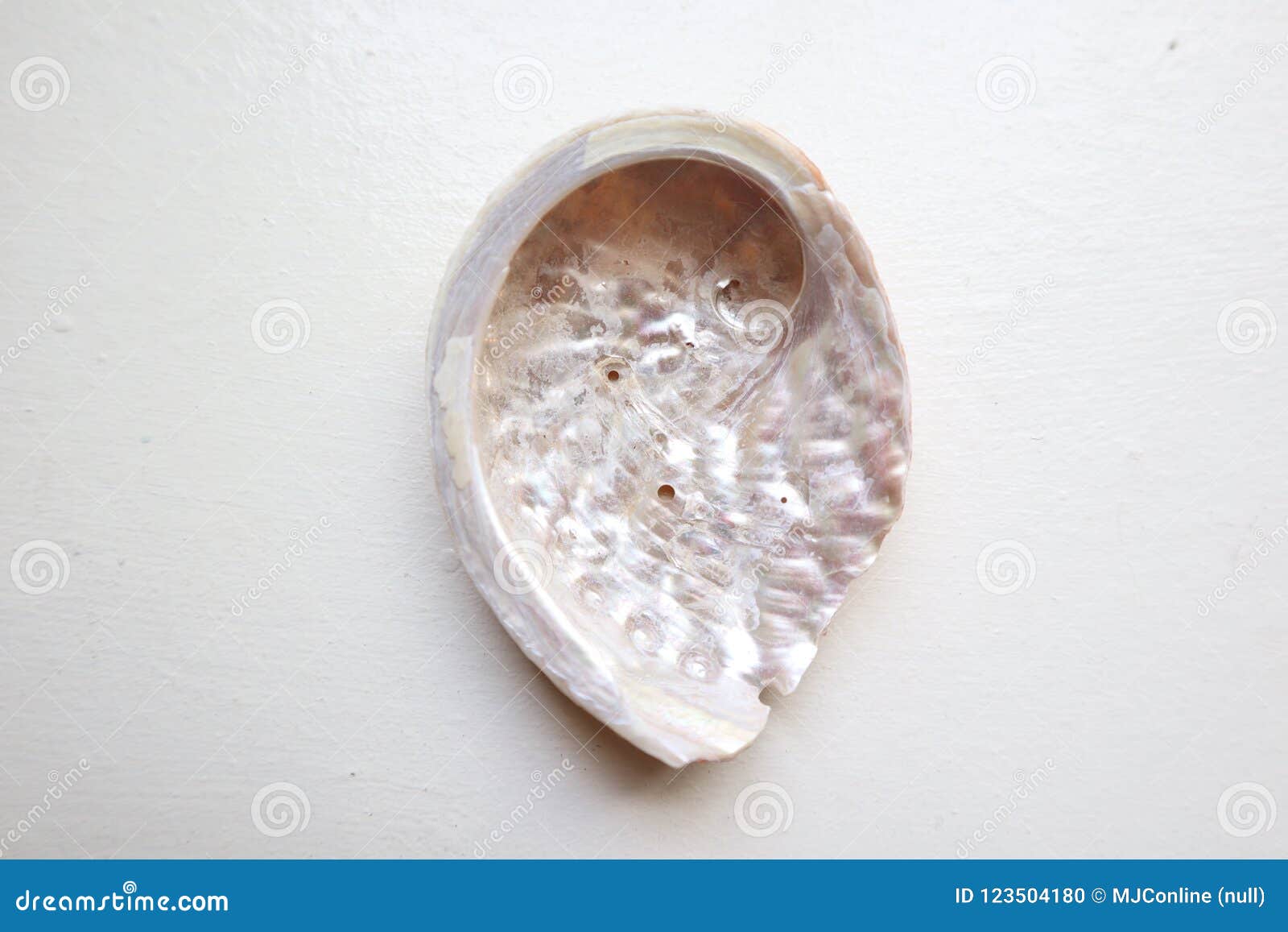 Abalone Shell on Cream Background Stock Photo - Image of water, fish ...