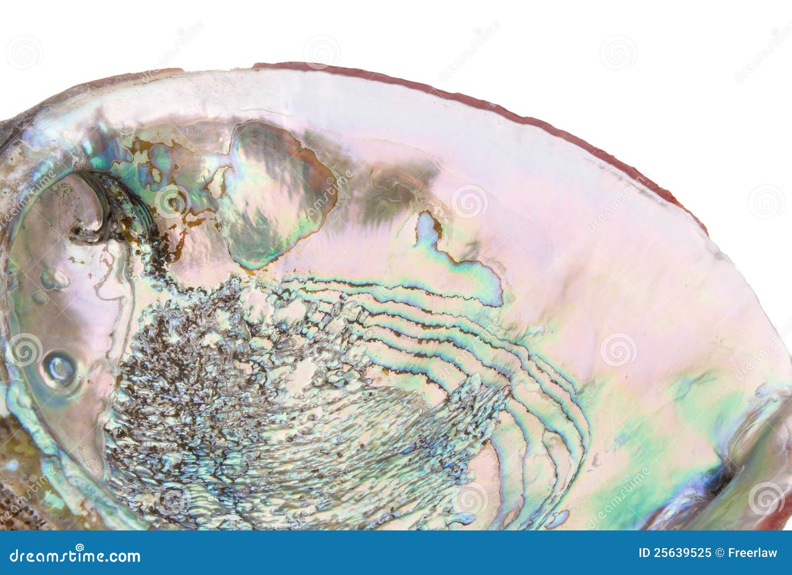 Abalone shell inside stock image. Image of pearl, curved - 25639525