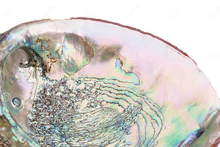 Abalone shell inside stock image. Image of pearl, curved - 25639525