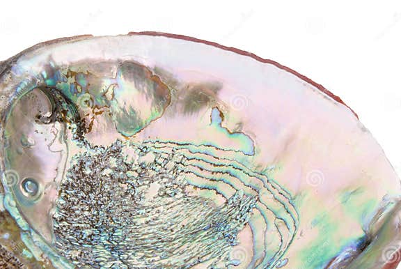 Abalone shell inside stock image. Image of pearl, curved - 25639525