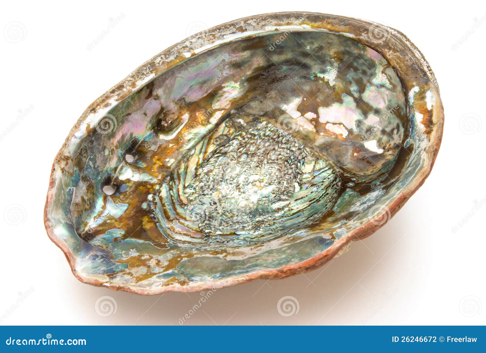 Abalone shell inside stock photo. Image of bivalve, closeup - 26246672