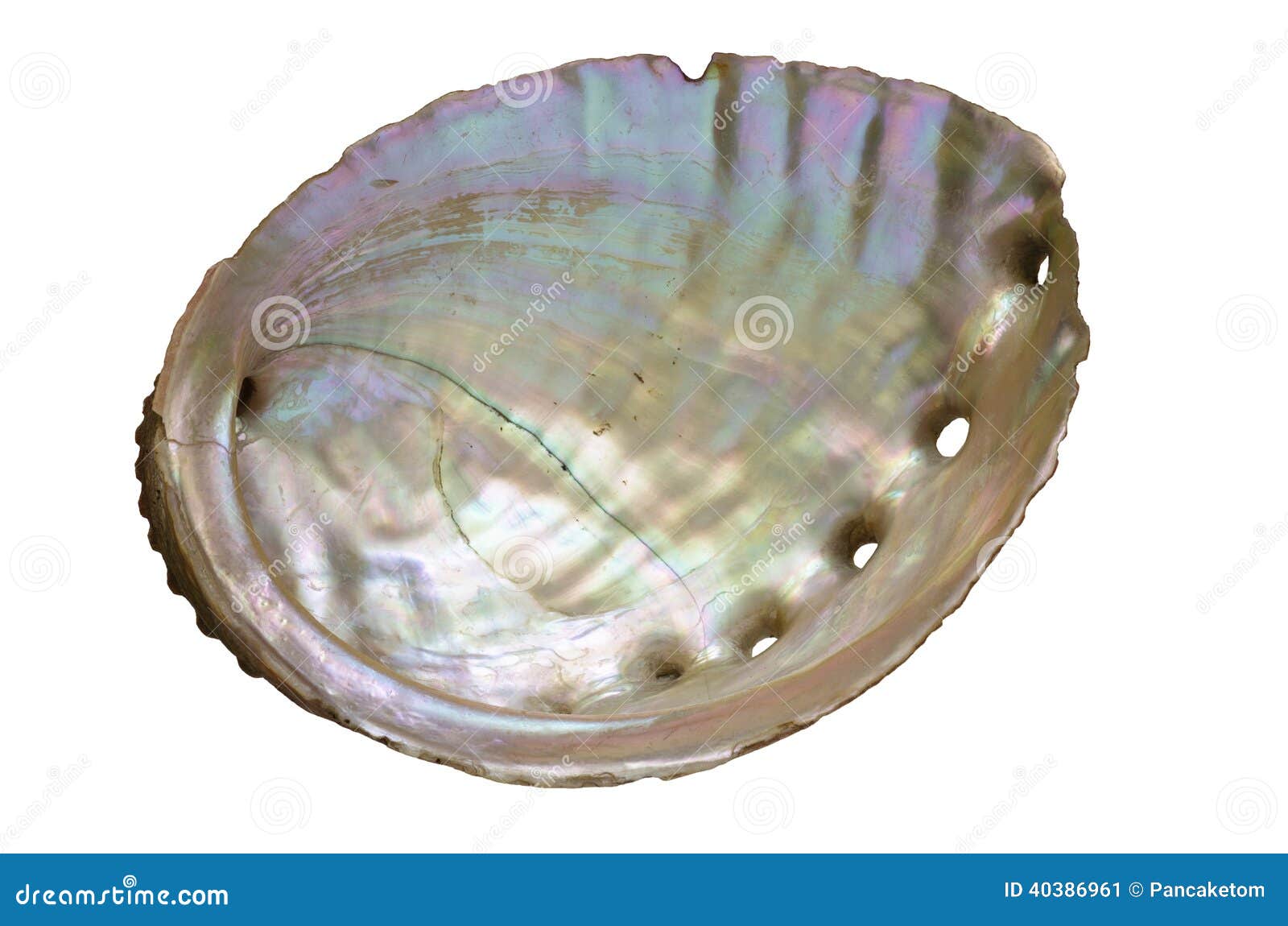Abalone Shell Inside stock image. Image of haliotis, abulon - 40386961