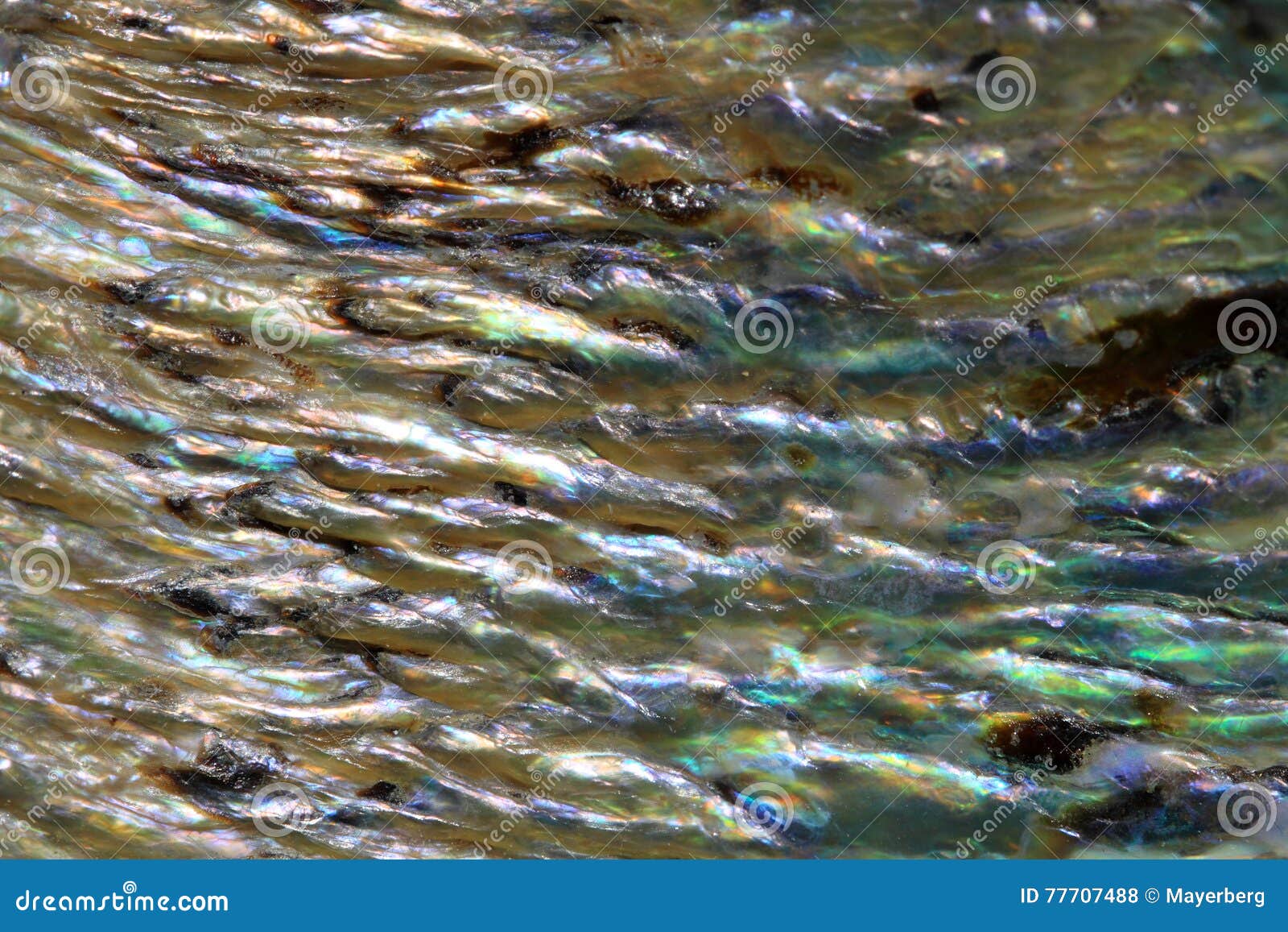 Abalone Shell Structure