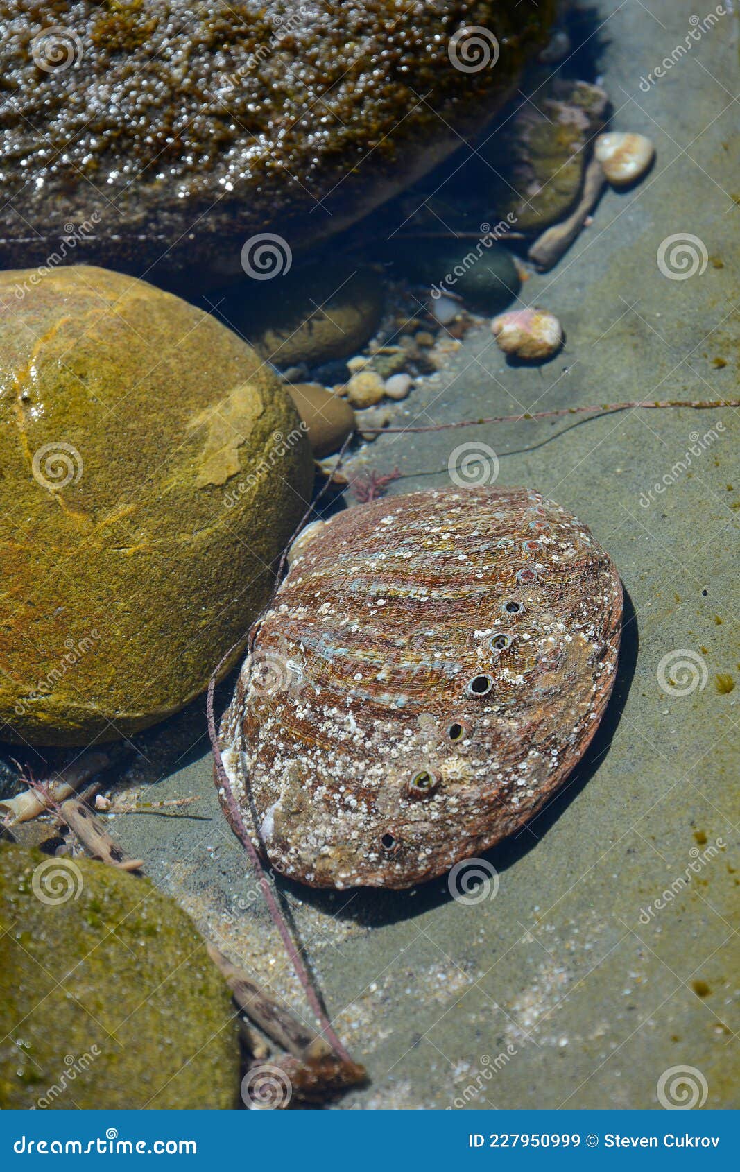 Abalone Shell in the Tide Pools in Laguna Beach, California Stock Image ...