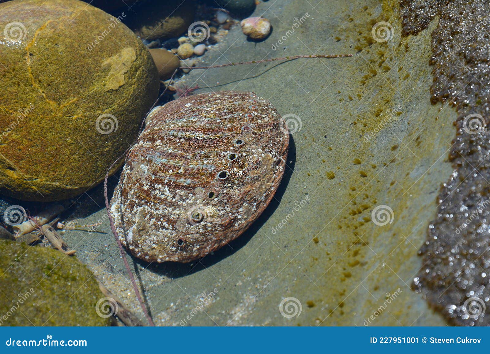 Abalone Shell in the Tide Pools in Laguna Beach, California Stock Image ...