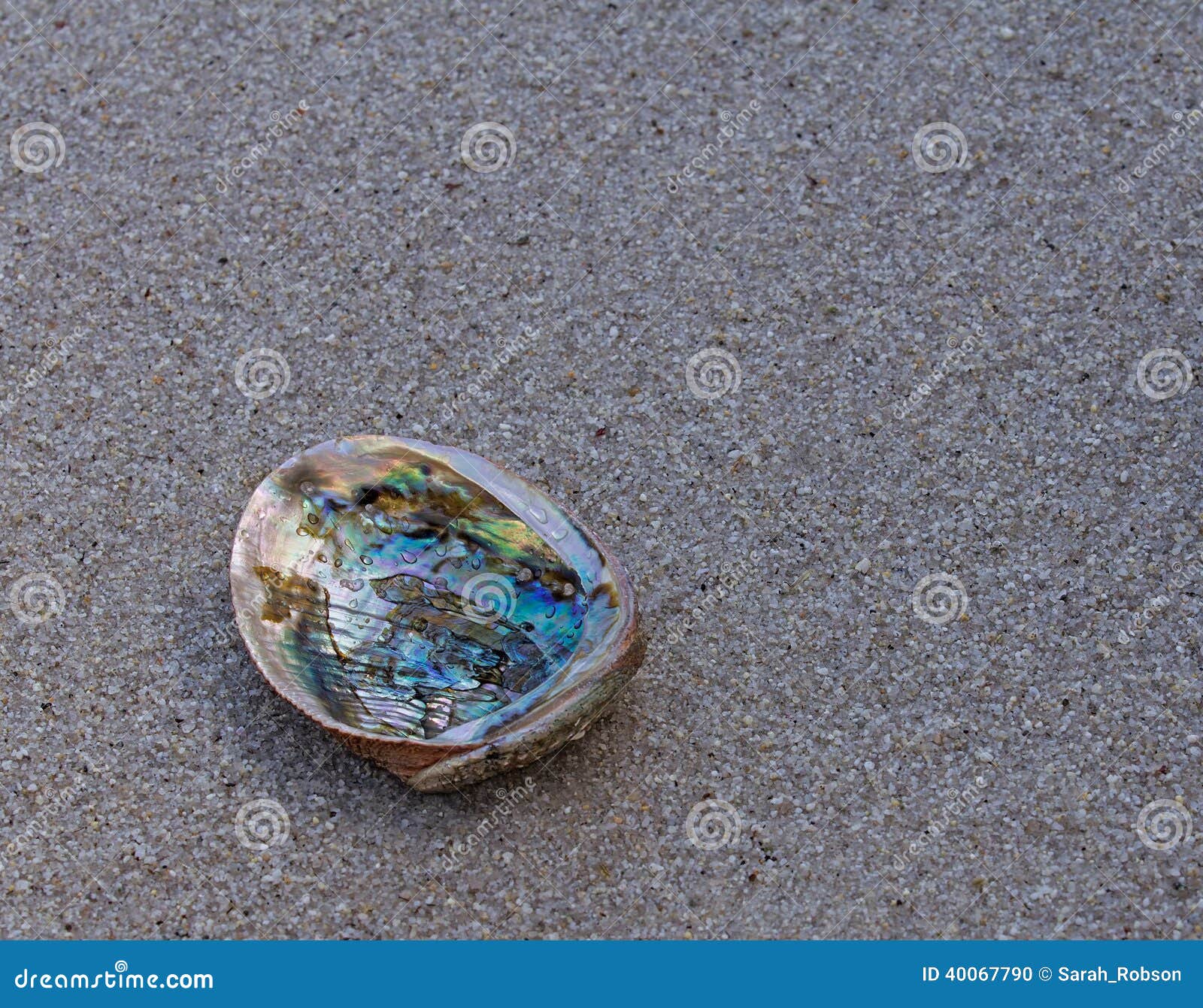 Abalone shell on wet sand stock photo. Image of ocean - 40067790