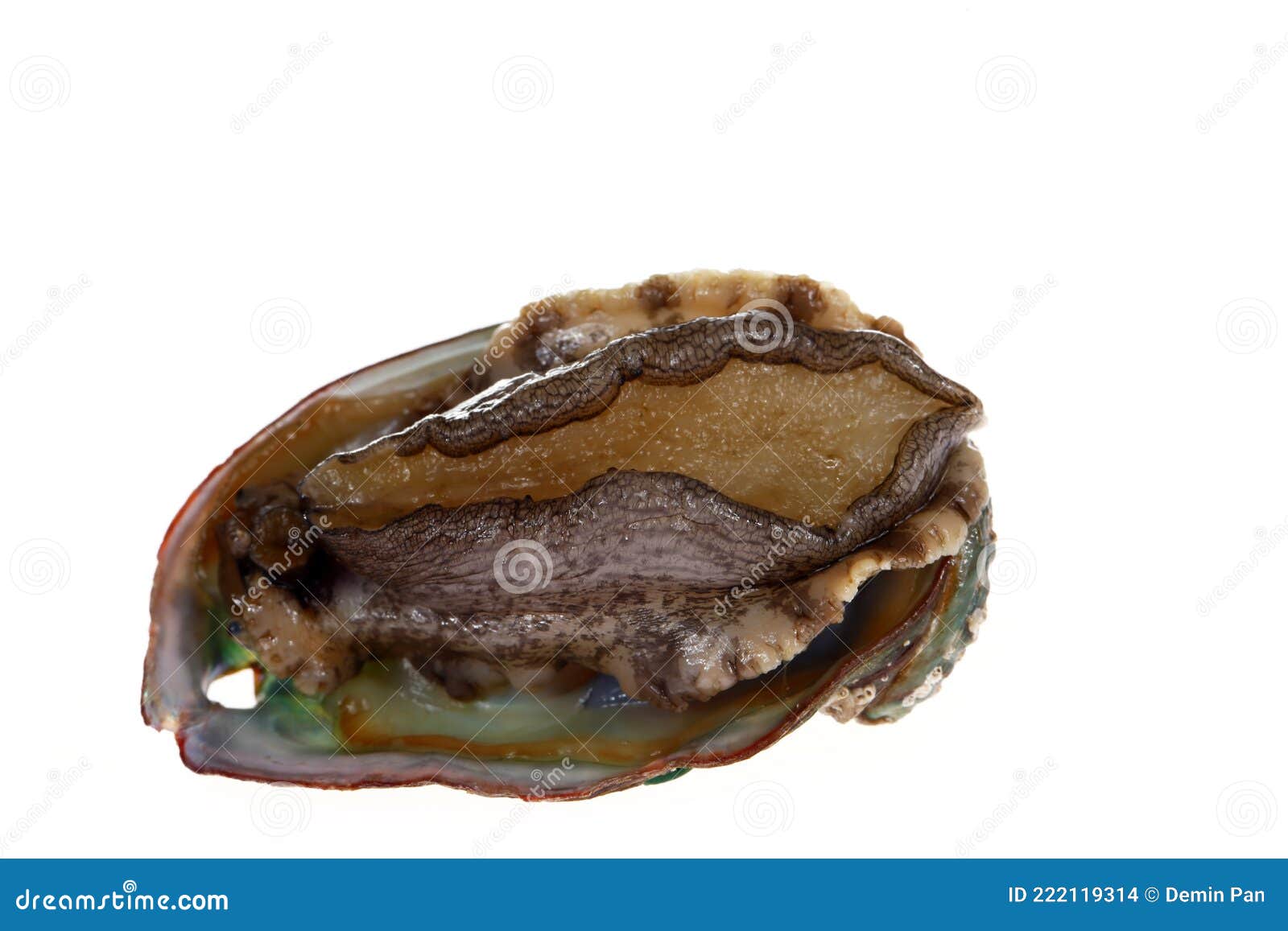 Abalone Shellfish on a White Background Stock Photo - Image of ...