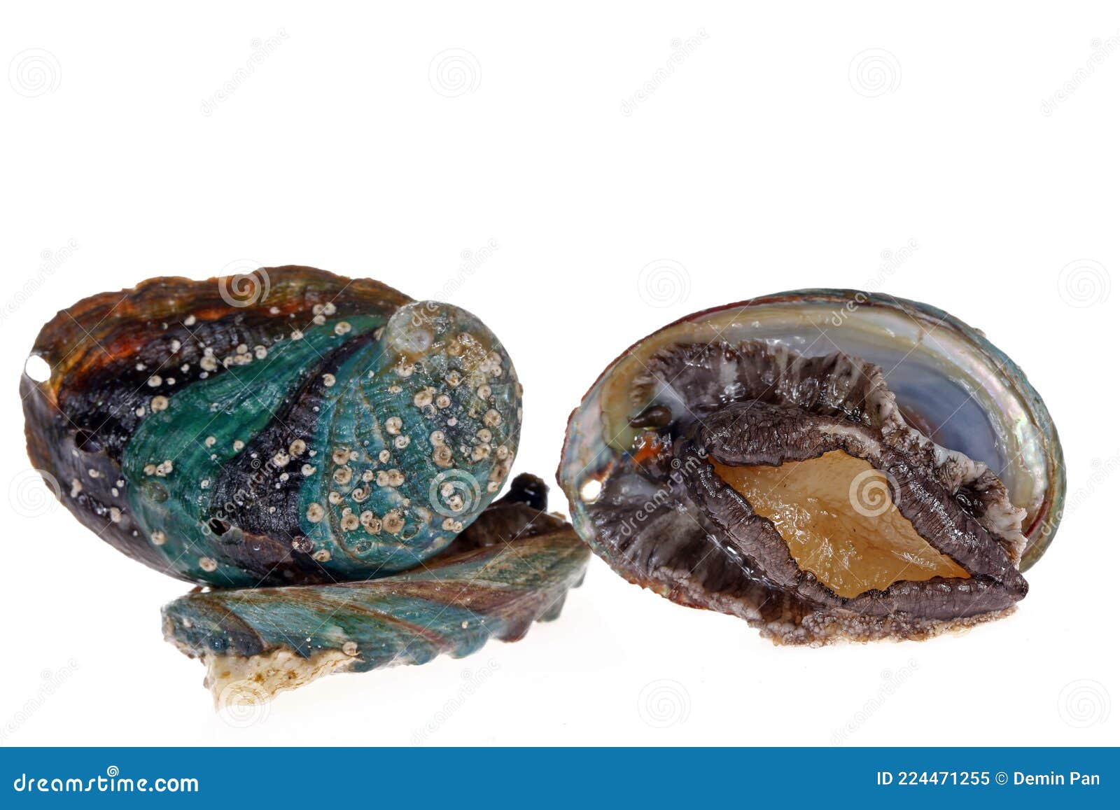 Abalone Shellfish on a White Background Stock Image - Image of chef ...