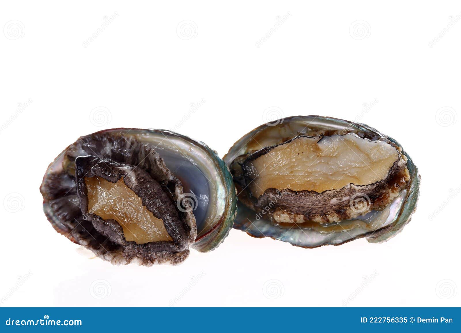 Abalone Shellfish on a White Background Stock Image - Image of ...